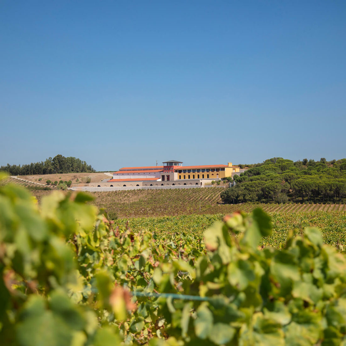 Private tour to the Bairrada Region, with wine tasting. | GENUINE